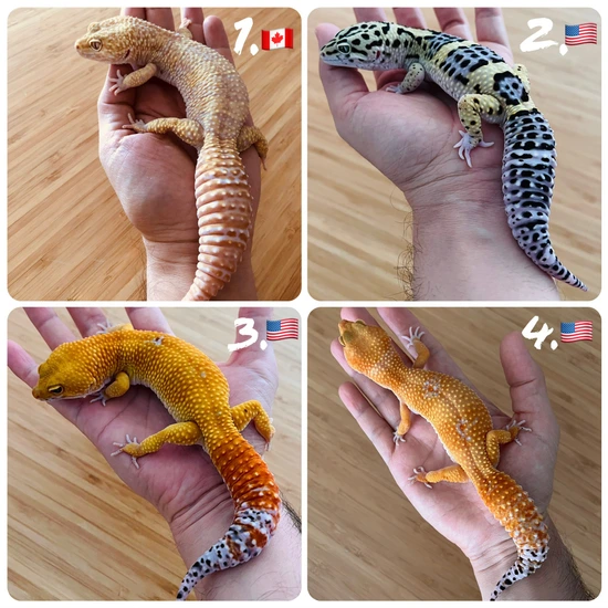 4-Pack Leopard Geckos by The Gecko Company