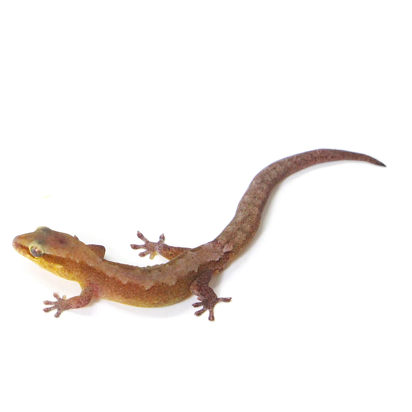Dierogekko Nehoueensis More Gecko by The Gecko King, Inc