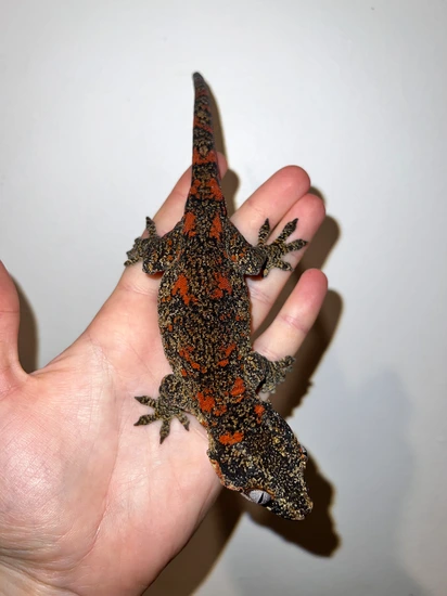 Magma Line Orange Blotch Gargoyle Gecko by The Gecko King, Inc