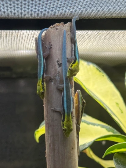 Phelsuma Klemmeri Neon Day Gecko Unsexed by Thegeckoroom