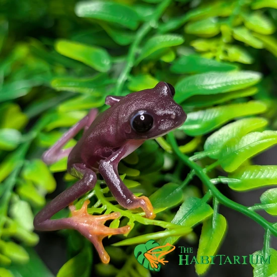 Red Eyed Tree Froglet, Melanistic (CB) Red-Eyed Tree Frog by The Habitarium