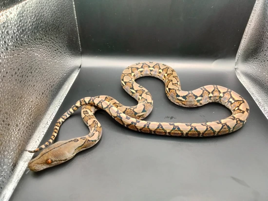 Normal Reticulated Python by The Ivory Connection