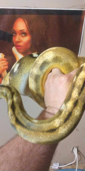 Paradox Citron Sunfire Platinum Tiger Reticulated Python by The Ivory ...