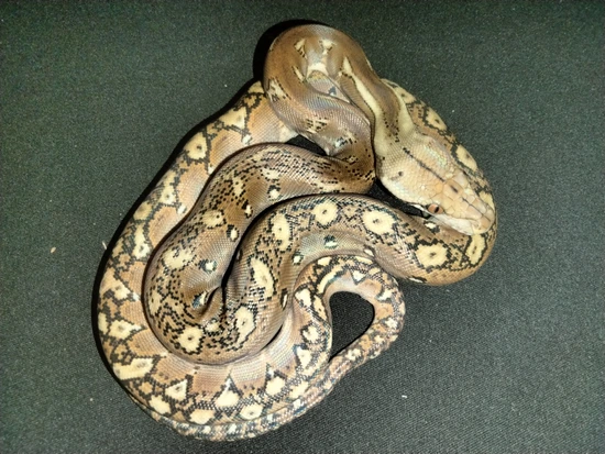 Phantom Het Albino Reticulated Python by The Ivory Connection