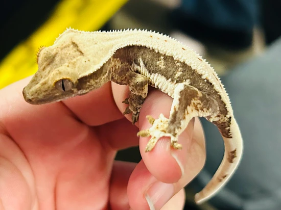 66% Het Axanthic NPV Crested Gecko by Leopard’s Slay Sharks