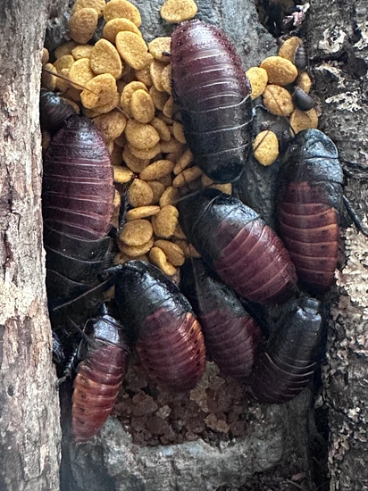 Starter Colony Of 3.3 Madagascar Giant Hissing Cockroaches by The OG ...