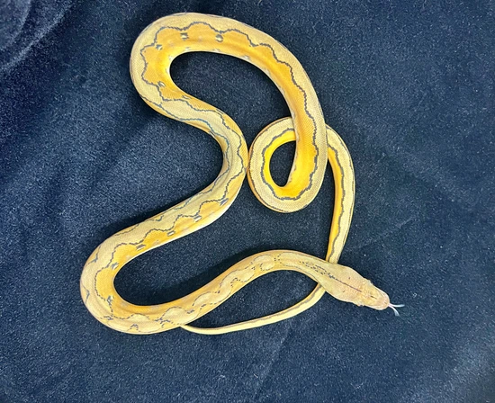 Platinum Sunfire Tiger Reticulated Python by Affordable Boas LLC