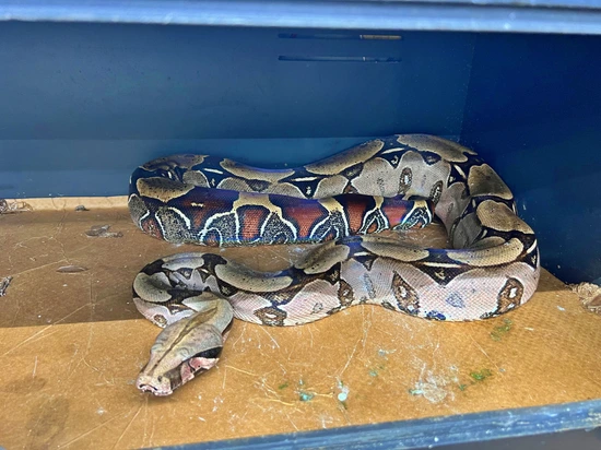 Surinam Long Term Captive Boa Constrictor by Affordable Boas LLC