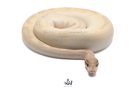 Super Vanilla GHI Gravel Yellow Belly Ball Python by JM Reptiles