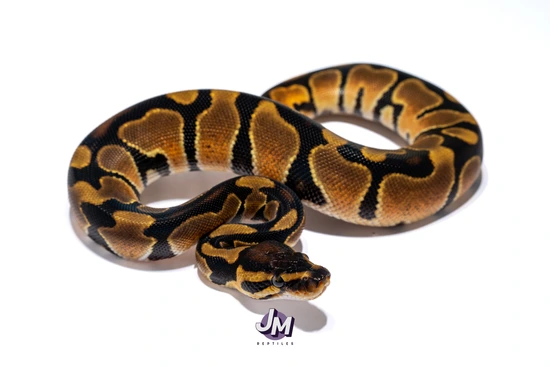 Orange Dream Het Sunset Ball Python by JM Reptiles