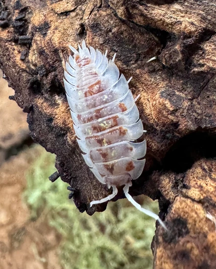 Oniscus Asellus Orange Mardi Gras 20 Count Isopod by Ezyeddie Isopods