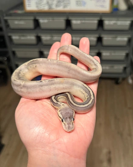 Sterling Sandblast 50% Het Pied Ball Python by Moreno Ball Pythons