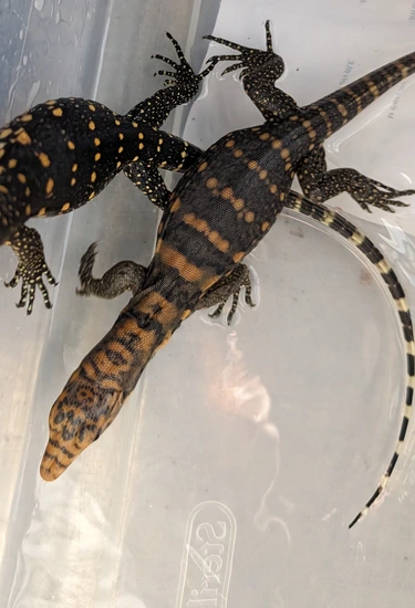 2024 Sulphur 100% Het Albino Water Monitor Baby (Varanus Salvator) by ...