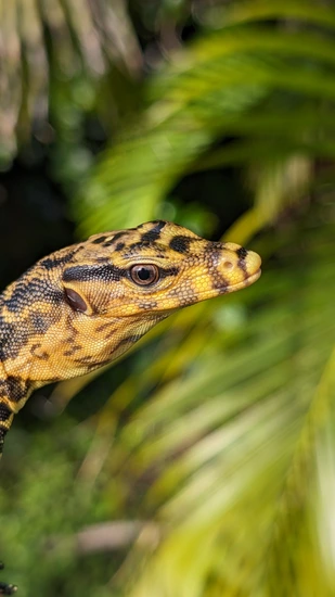 2025 USCBB Yellow Headed Water Monitor Baby (Varanus Cumingi) by The ...
