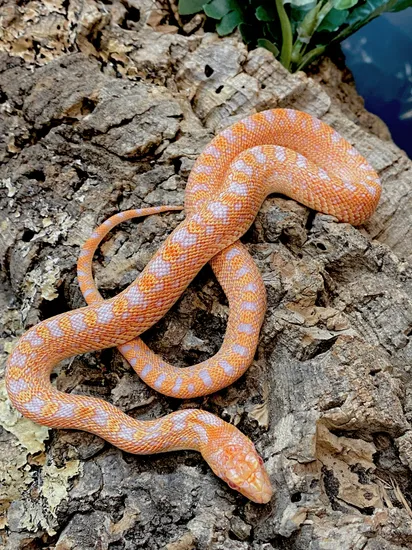 Albino Red Bull Snake Bullsnake by The Reptile Shop