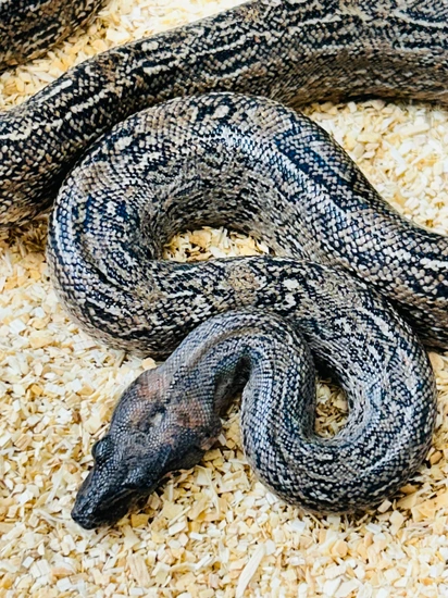 Sonoran Leopard Boa Boa Constrictor by The Reptile Shop