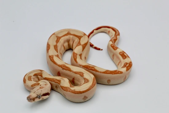 Hypo Key West Labby 66% Het Vpi 66% Het Anery Boa Constrictor by The ...