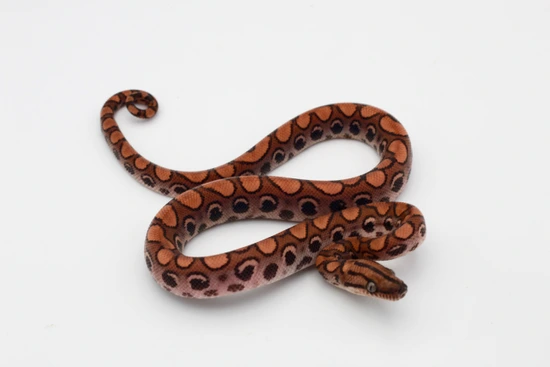 Brazilian Rainbow Boa by The Reptile Shop