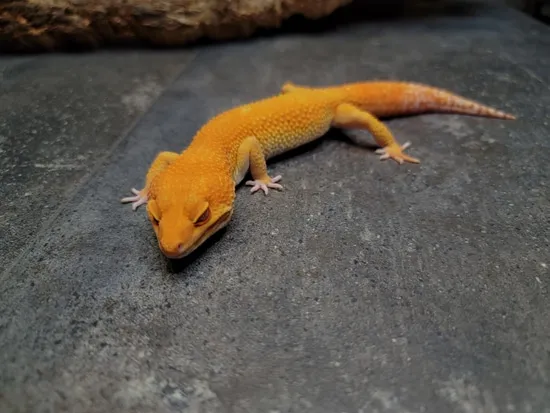 Imported Red Devil Leopard Gecko by The ReptiSpot