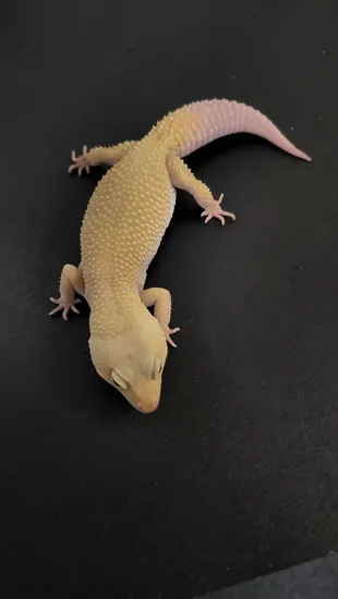 Murphy Patternless Leopard Gecko by The ReptiSpot
