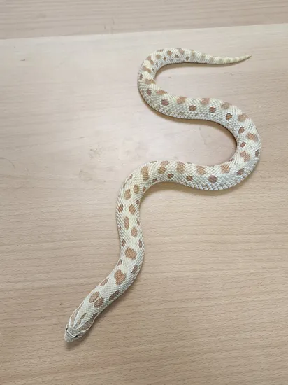 Evans Hypo Conda Western Hognose by The ReptiSpot