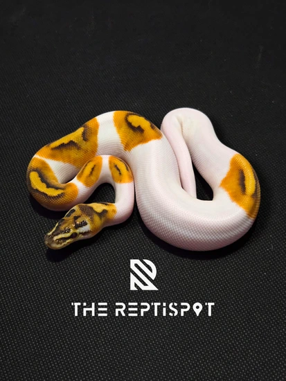 Special Enchi Pied Ball Python by The ReptiSpot