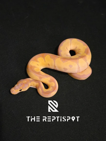 Banana OD Clown Ball Python by The ReptiSpot