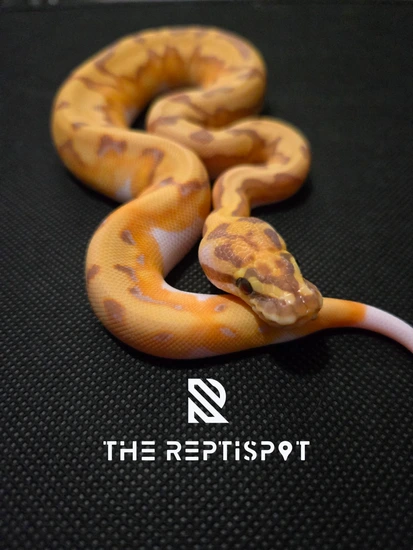 Super Enchi Banana Special Pied Ball Python by The ReptiSpot
