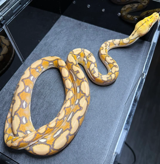 Indo Caramel Reticulated Python by The Retic Refinery