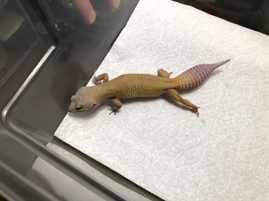 Pure Murphys Patternless Female 50% GGG MP Leopard Gecko by The Rise Ranch