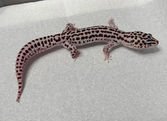 Super Snow Het Radar Leopard Gecko by The Rise Ranch