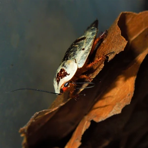 The Roach Ranch - MorphMarket