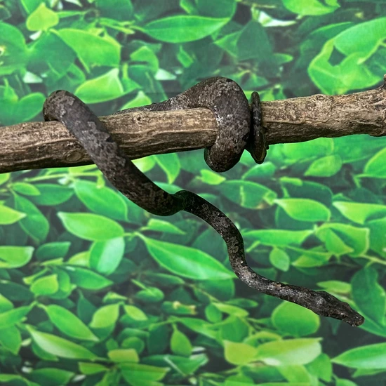 Papuan Tree Boa (Candoia Carinata) Other Tree Boa by The Shed (Reptiles)