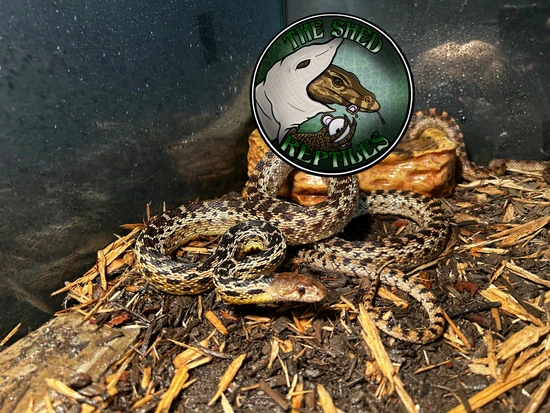 San Diego Gopher Snake by The Shed (Reptiles)