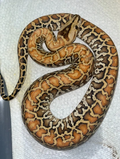 Champagne Het Albino 50% Het Granite Burmese Python by The Snake Spot