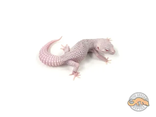 White & Yellow Super RADAR Leopard Gecko by The Urban Reptile