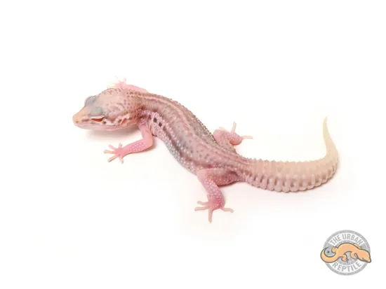 Super RADAR Leopard Gecko by The Urban Reptile