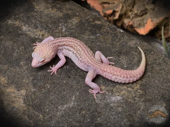 Super RADAR Leopard Gecko by The Urban Reptile