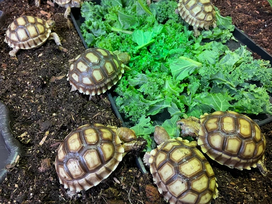 Baby Sulcata Sulcata Tortoise by Third Coast Exotics