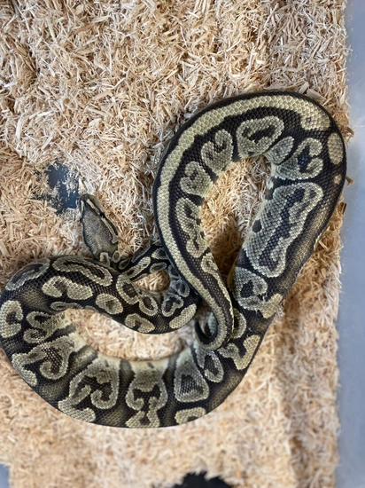 Hurricane Hypo Ball Python by Third Coast Exotics