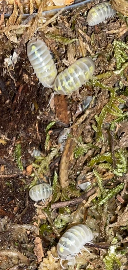 Magic Potions Armadillidium Vulgare Isopod by Third Coast Exotics