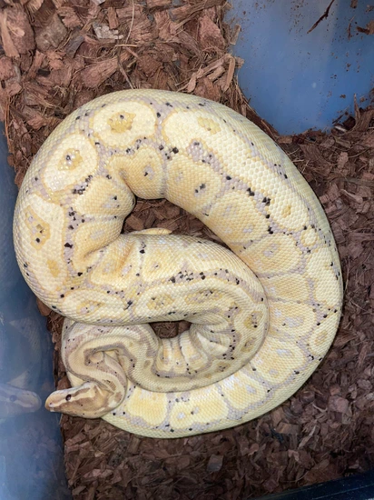 Furrow Coral Glow Het Hypo Ball Python by Third Coast Exotics