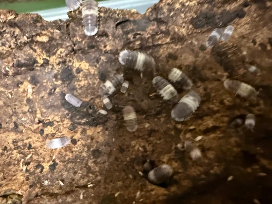 🔥starter Bundle🔥Multi Pack *120* Isopods by Third Coast Exotics