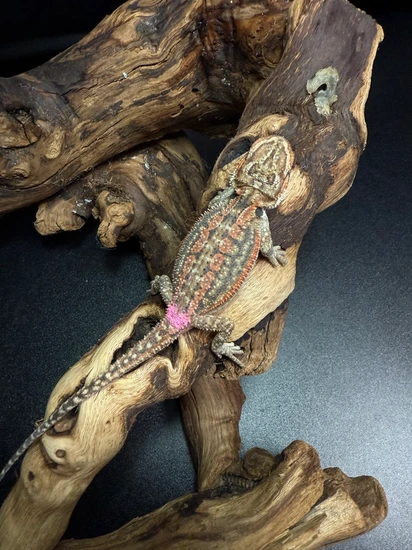2025 Bearded Dragon Central Bearded Dragon by Third Coast Exotics