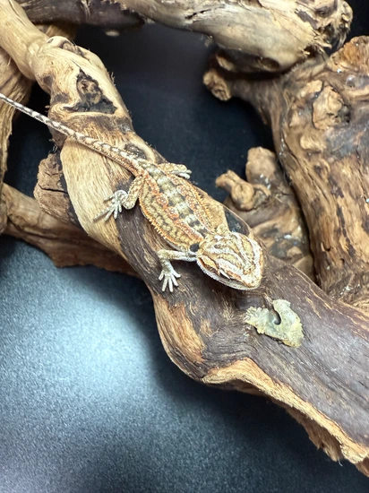 2025 Central Bearded Dragon by Third Coast Exotics