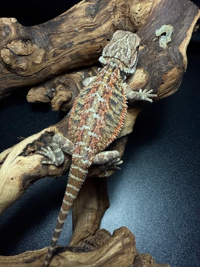 2025 Central Bearded Dragon by Third Coast Exotics