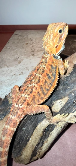 Orange Citrus Tiger Stripe Blue Bar Trans Central Bearded Dragon by ...