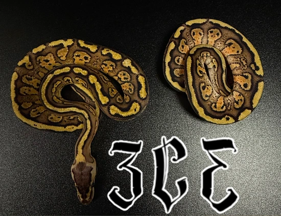 Stranger Pixel Pastel Red Stripe DH Clown G Stripe ( KIKI ) Ball Python ...