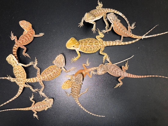 10 Lot Bearded Dragons Central Bearded Dragon by Third Coast Exotics