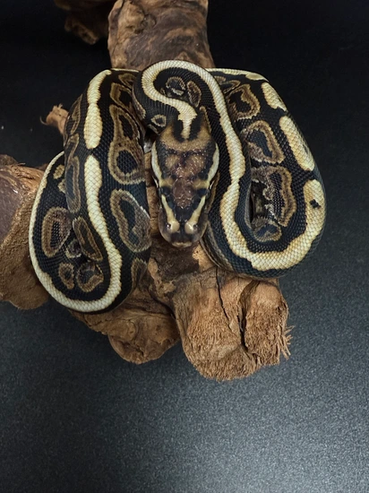 🔥Pixel Spotnose Het Genetic Stripe Ball Python by Third Coast Exotics